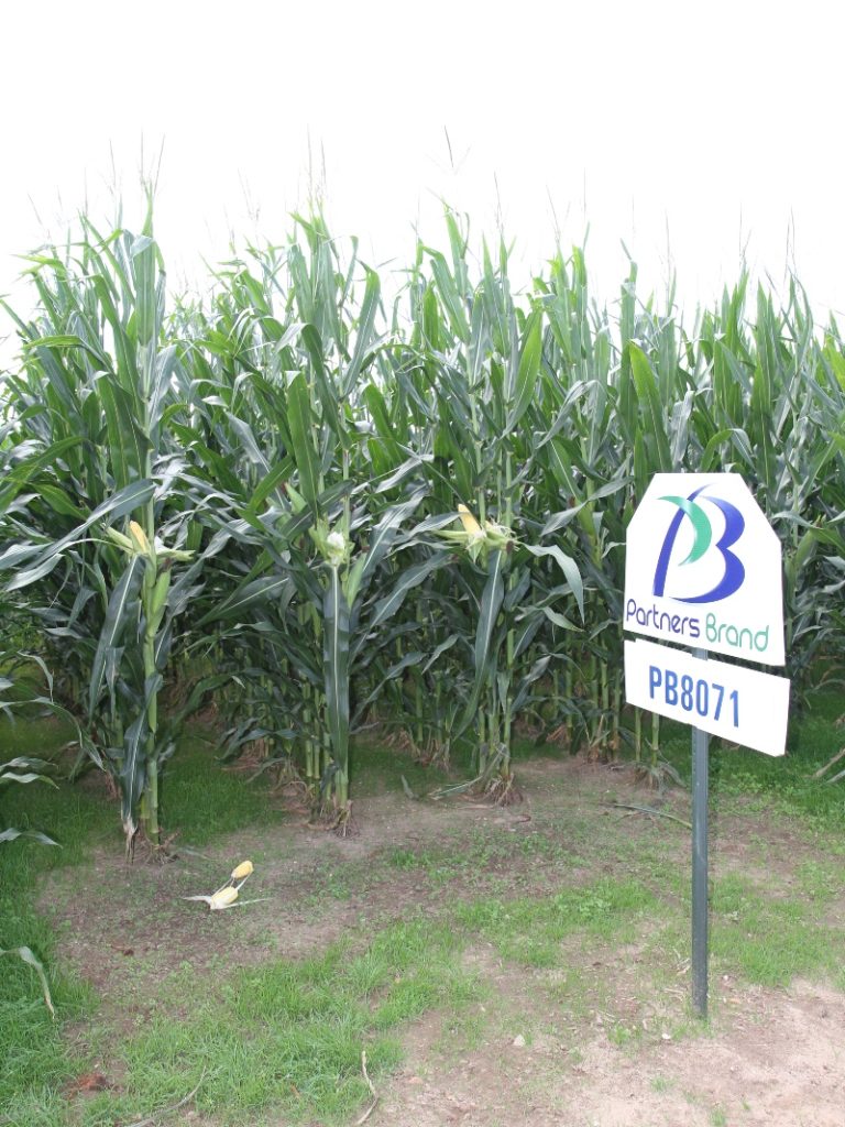 PB 8071 110 Day Hybrid - Best Forage