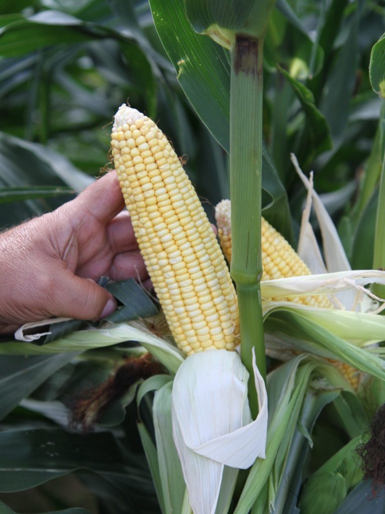 PB 8071 110 Day Hybrid - Best Forage
