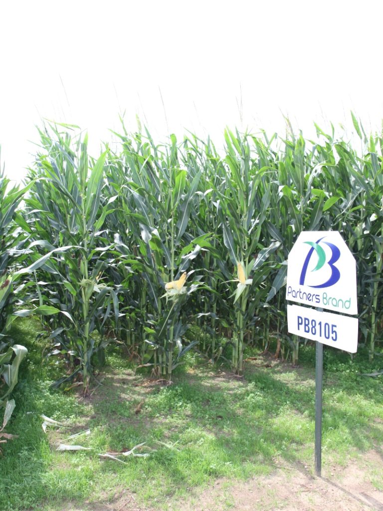 PB 8105 111 Day Hybrid - Best Forage