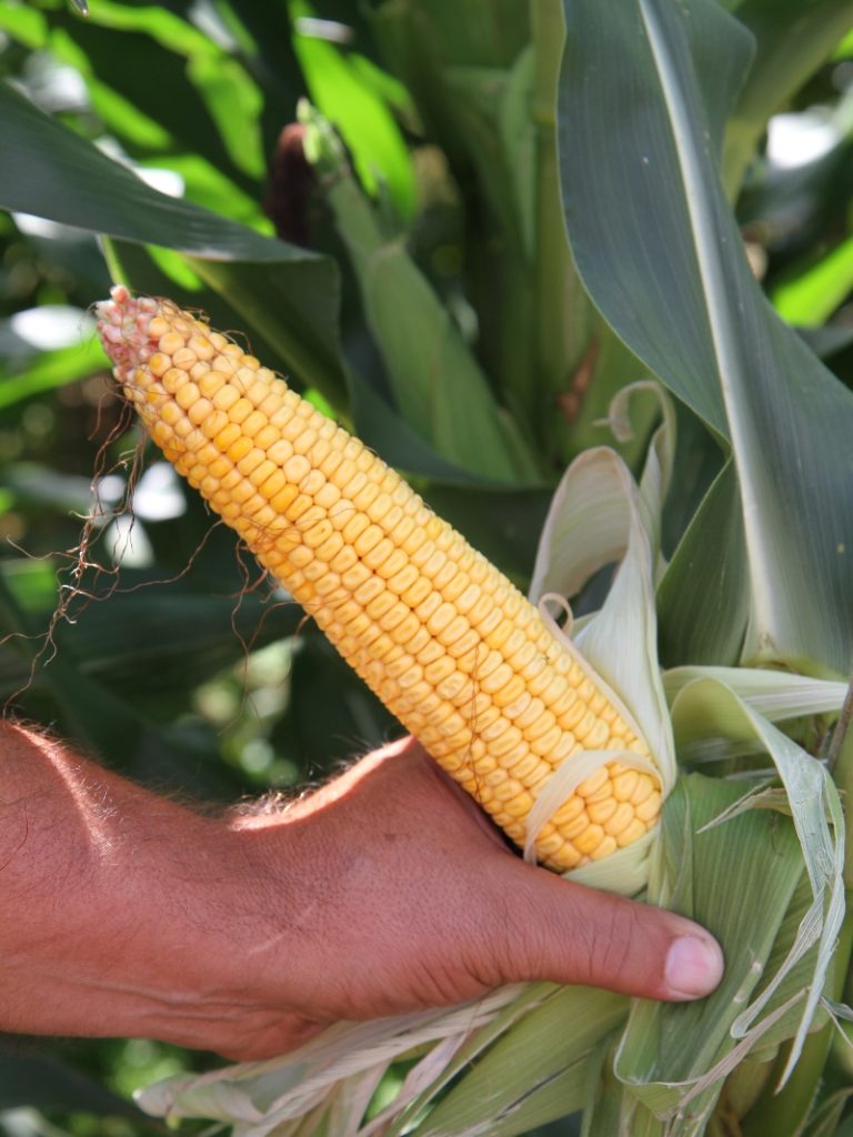 PB 8264 WX 112 Day Hybrid - Best Forage