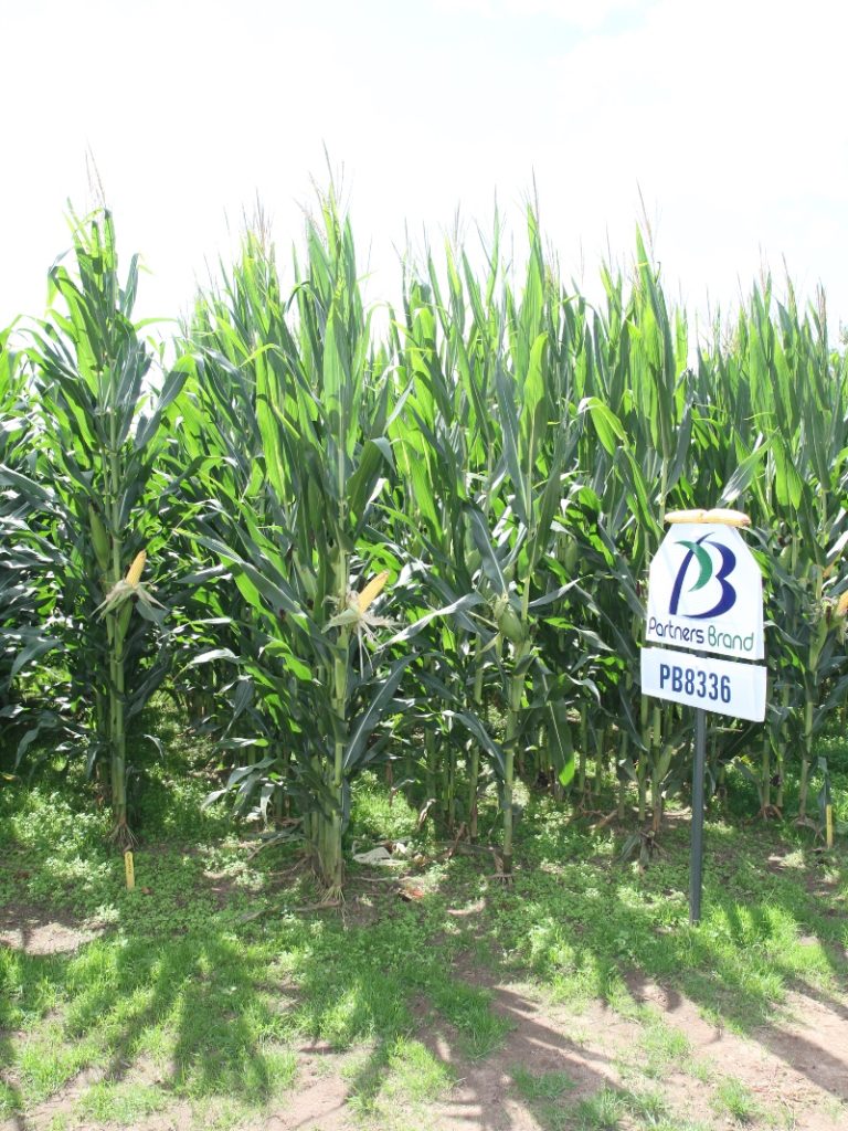 PB 8336 113 Day Hybrid - Best Forage
