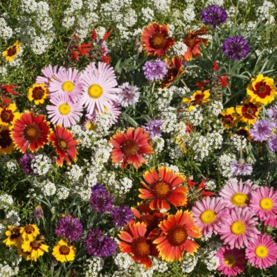 Birds & Butterfly Wildflower Mix - Best Forage