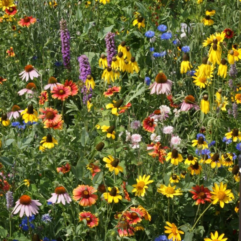 Midwest Sun Wildflower Mix - Best Forage